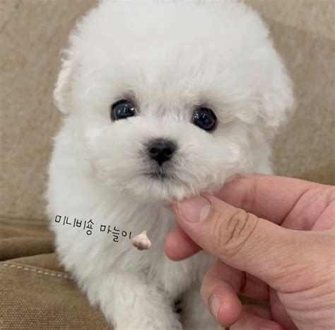 미니비숑 분양 분양완료 분양중인 비숑프리제 아가몽