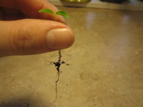 Where The Wild Greens Grow Seperating Passion Flower Seedlings