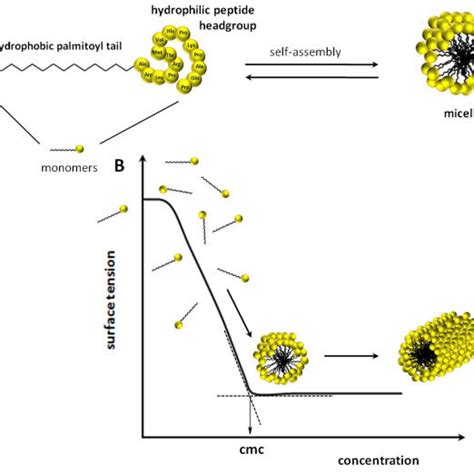 Colloidal Size Of The Micelle The Dls Data Showing The Average Download Scientific Diagram