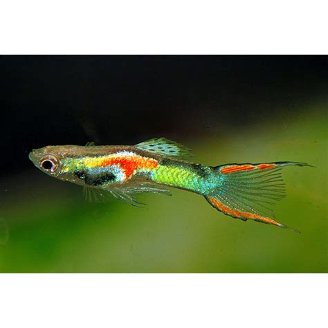 Peixe Guppy Femea Guppy Fêmea Com Boca Branca DoenÇas E Pragas