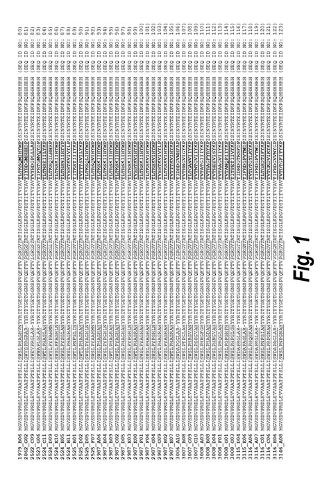Fibronectin Based Scaffold Domain Proteins That Bind To Myostatin Eureka Patsnap
