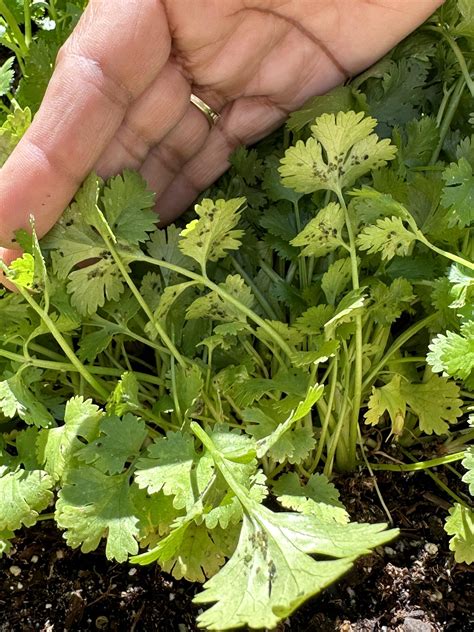 what bug is on my cilantro r plantclinic