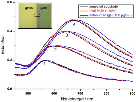 18 LSPR Responses For Different Areas Upon Simultaneous Biomodification Download Scientific