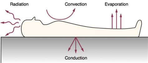 Apex Misc Topics Flashcards Miscellanous Flashcards Quizlet