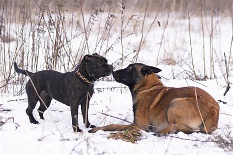 젊은 브린 들 스태퍼 드 셔 불 테리어 개와 벨기에 말리 누아 스 개는 겨울에 눈에서 함께 놀고 야외에서 가축에 대한 스톡 사진 및 기타 이미지 Istock