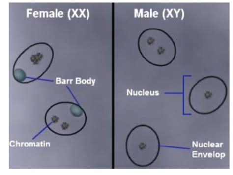 Biochemistry Ii Lecture 18 Sex Linked And Mitochondrial Disorders Flashcards Quizlet