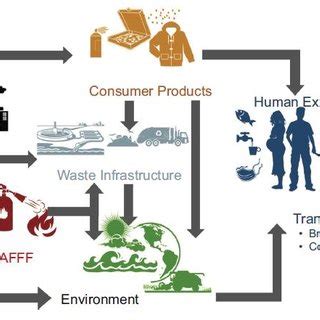 Overview Of PFAS Exposure Pathways To The Human Population And The Download Scientific Diagram