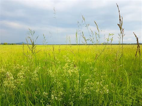 Summer Thunderstorm Meadow Free Photo On Pixabay Pixabay