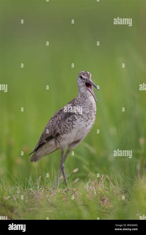 Willet Catoptrophorus Semipalmatus Semipalmatus Eastern Subspecies