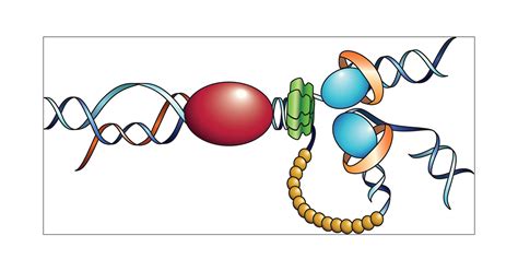 Frameshift Mutation Animation