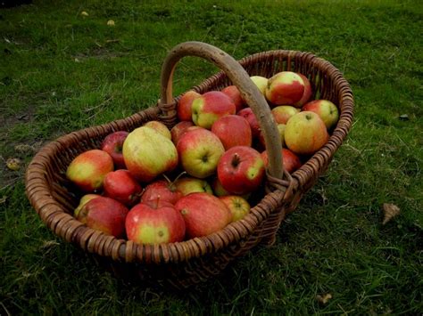 apple picker interview questions and answers blog