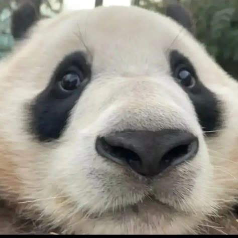 Panda Pfp