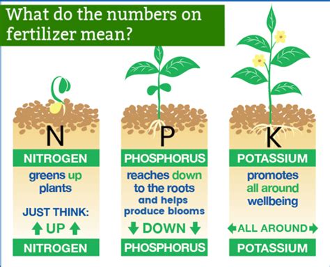Importance Of Npk Fertilizers
