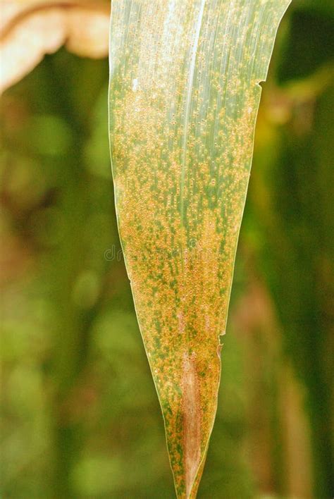Corn Diseasefungus Disease Stock Image Image Of Grow Pathology