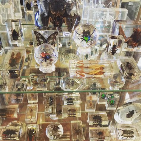 Bugs Dolly Python Bugs Dolly Python