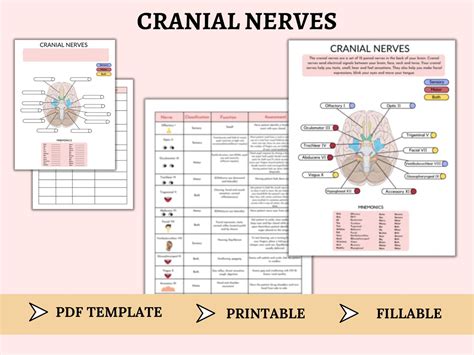 Cranial Nerves Cranial Nerves Sheet Cranial Nerves Nursing Study Cranial Nerves Function