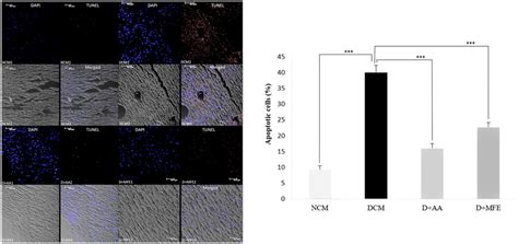 The Result Shows Dapi Staining Tunel Staining And Merge Download Scientific Diagram