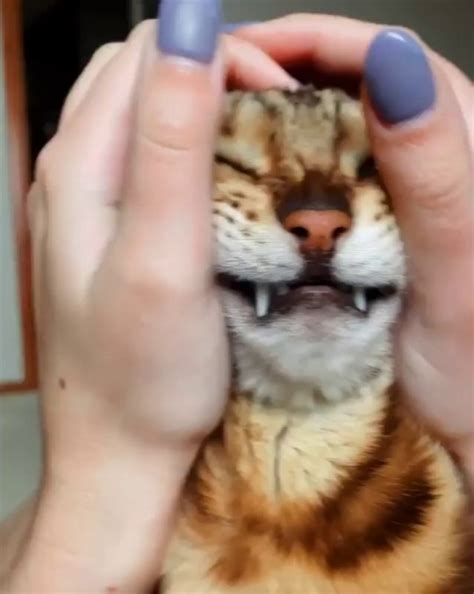 Big Squish Sukiicat Tumbex