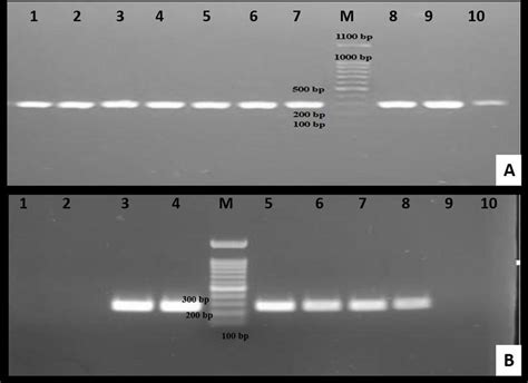 A Specific Pcr Of Arcobacter Spp Isolates For Detecting Plda Download Scientific Diagram