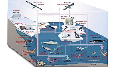 Arctic Algae Brings Microplastics Into Deep Sea Polar Journal