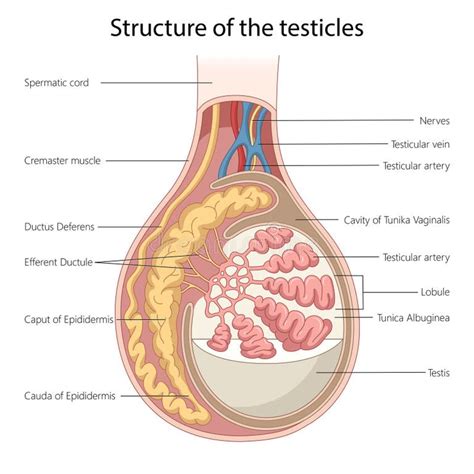 Anatomical Diagram Of Testicle Structure Medical Stock Vector