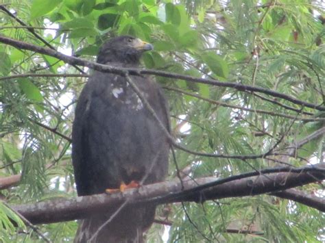 Foto Gavião Urubu Buteo Albonotatus Por Sissa Barroso Sm Wiki Aves
