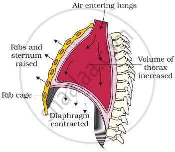 Explain The Mechanism Of Breathing With Neat Labelled Sketches Biology Shaalaa