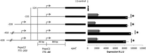 Functional Analysis Of The Epsc Promoter Left The Epsc Promoter Was Download Scientific