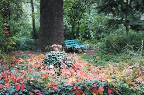 თბილისის ბოტანიკური ბაღიამბიონი