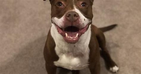 Any Love For A Smiling Pibble Album On Imgur