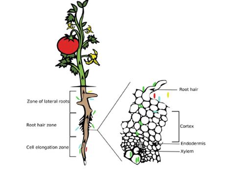 1 Endophytic Bacterial Colonization In Plants Bacteria Can Enter A