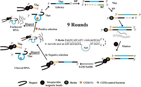 Scheme Of The Dnazyme Selection There Are 35 Nt Random Nucleotide In Download Scientific