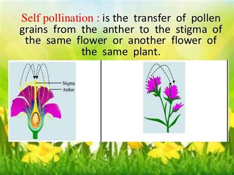 Self Pollination