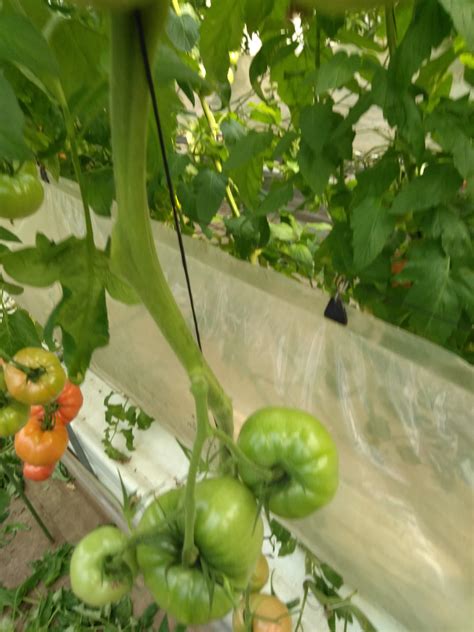 Tomato Instance Segmentation Instance Segmentation Dataset And Pre