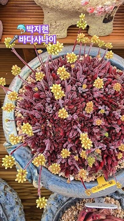 이름퓨베센스 박지현 항구의이별 취미생활 다육식물 바람꽃다육키핑장 세종시 Parkjihyeon Youtube