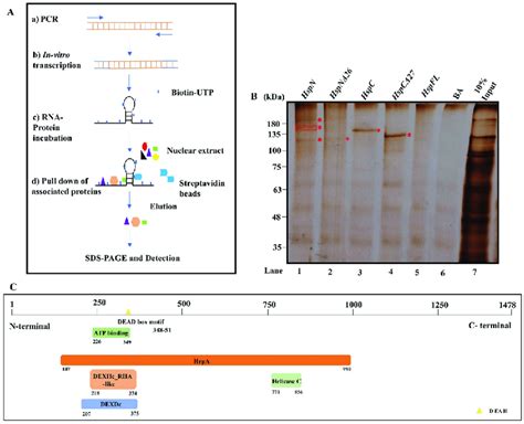 Dead Box Rna Helicase Interacts With Hspn And May Facilitate Base Download Scientific Diagram