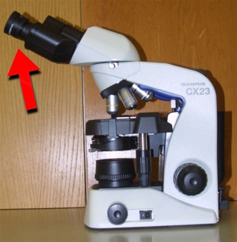 Vtpb Lab Practical Part 1 Flashcards Quizlet