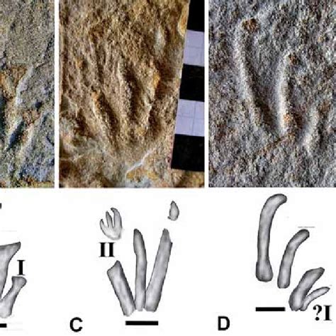 Rhynchosauroides Isp A B Type A Pes Imprints Of The Right Side
