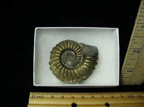 Pyritized Fossil Ammonite 051521a The Stones And Bones Collection