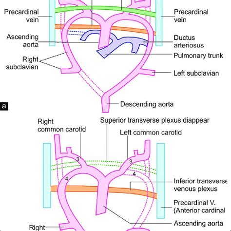 Scheme Showing The Development Of Arch Of Aorta And Its Branches A