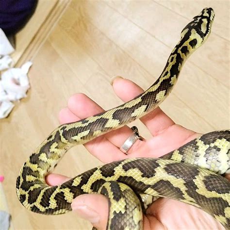 Morelia Spilota Variegata