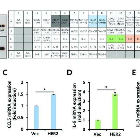 Cytokine Secretion Profile Is Altered By Her2 Overexpression A Human