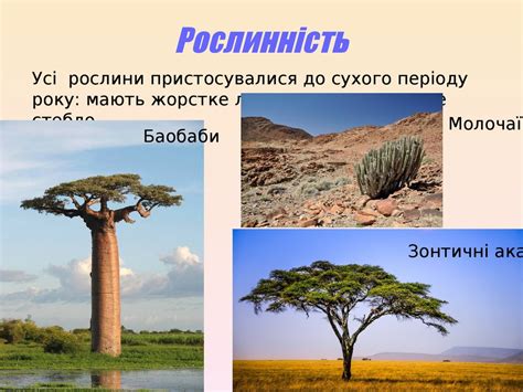 Природні зони Африки презентация онлайн