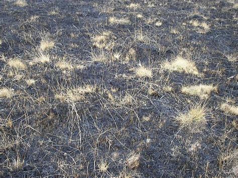 Scorced Earth British Ordnance Collectors Network