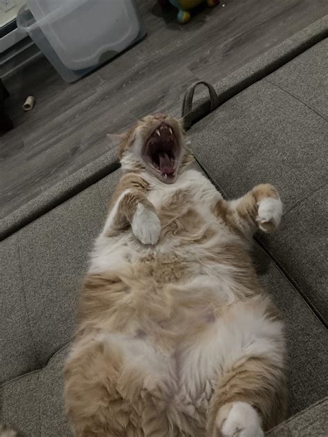 152 Best Screm Images On Pholder Party Parrot Catswhoyell And Cockatiel