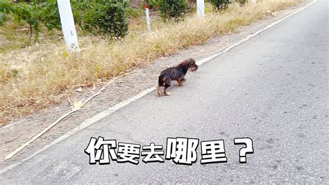 骑摩托出门散心，路上看到流浪的毛孩子，车来车往它竟然一点不怕 Youtube