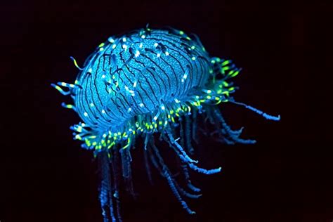 Bioluminescence