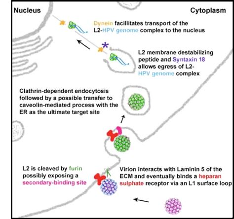 Model For Hpv Cell Entry This Is A Simplified Diagram To Help Explain Download Scientific