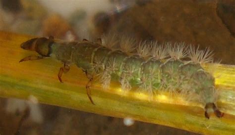 Provisional Trichoptera Species List For Gunnison County Colorado