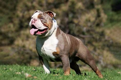 Understanding Bully Breeds 40 Facts Myths And Care Tips